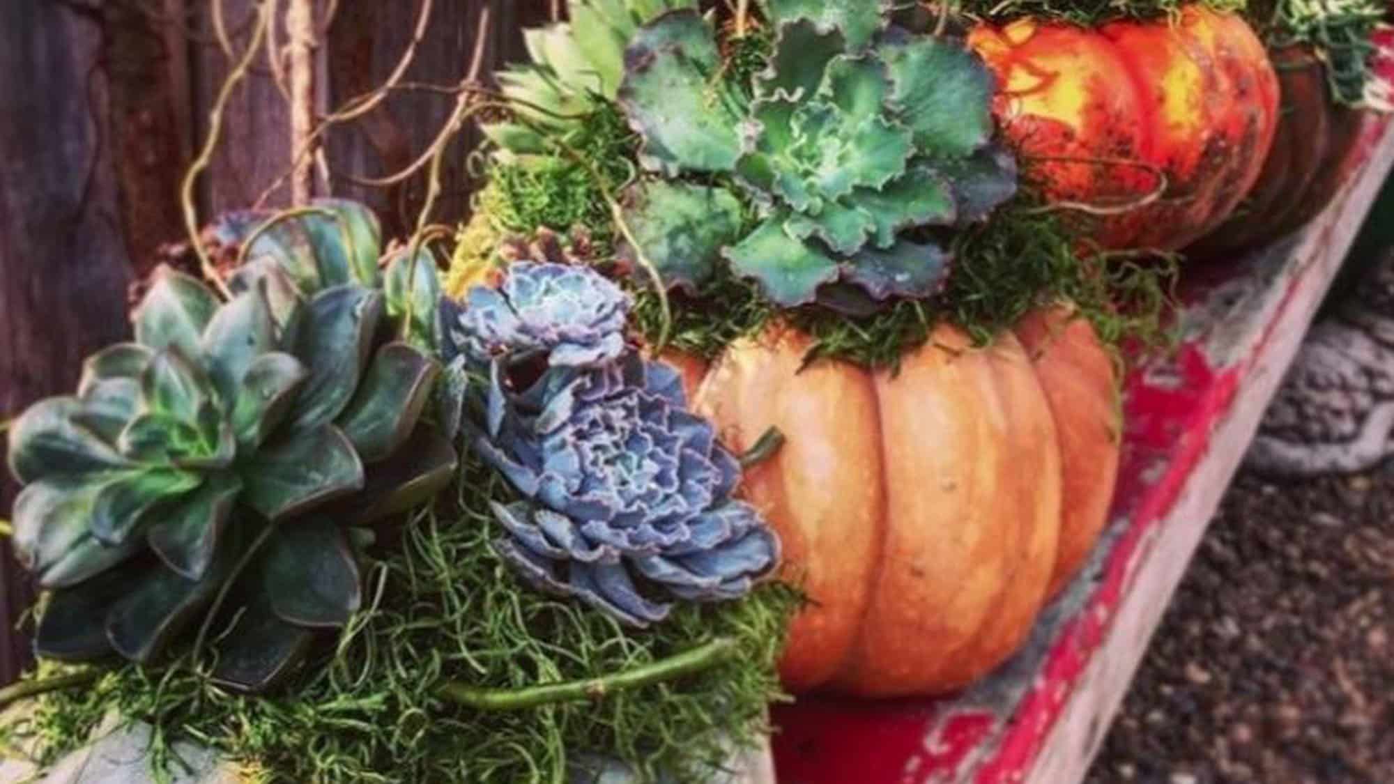 Pumpkin Succulents | Houston Botanic Garden