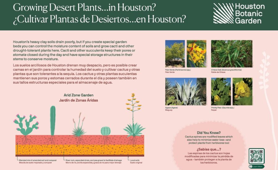Arid Plants - Houston Botanic Garden