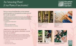 Bamboo | Houston Botanic Garden
