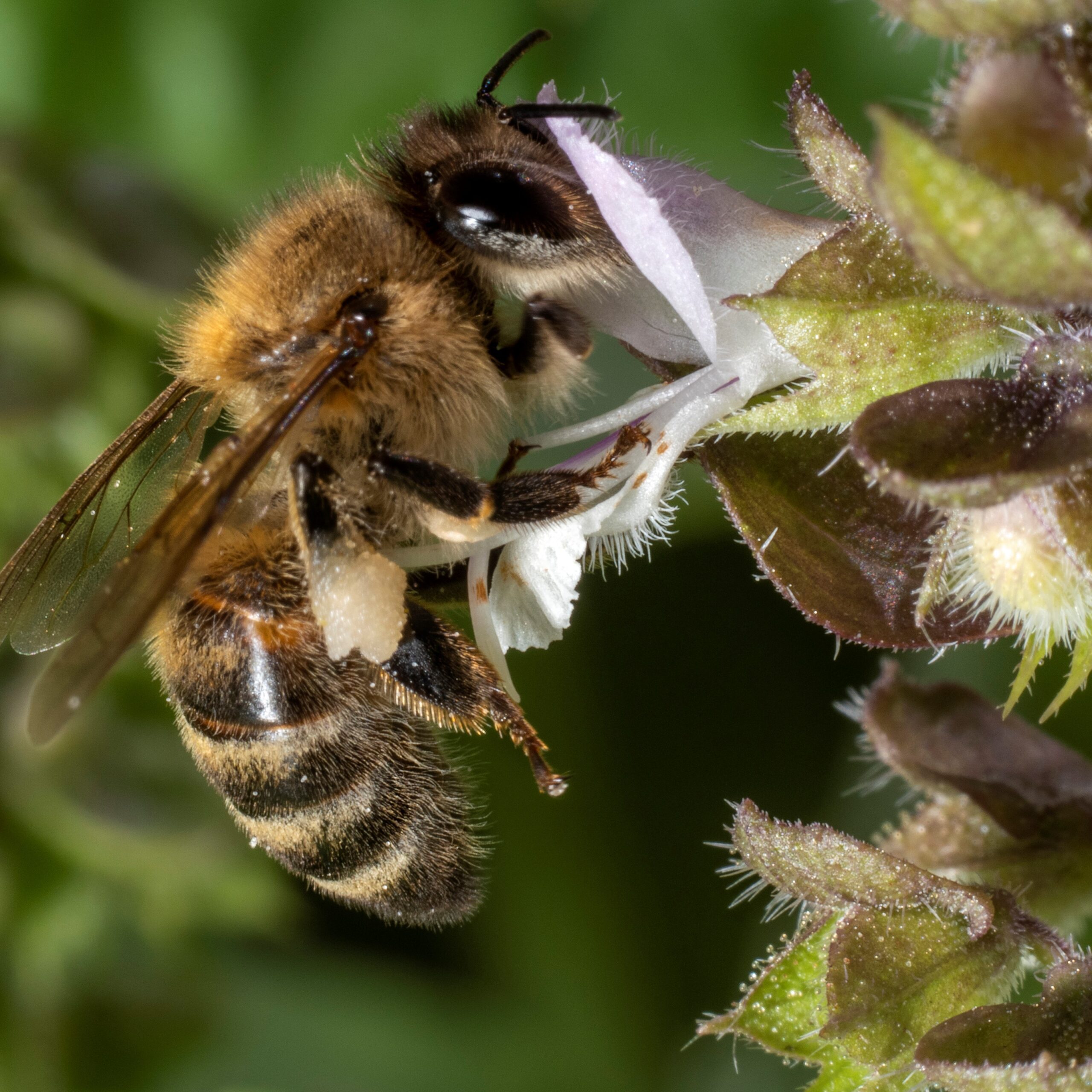 H (BEE) G | Houston Botanic Garden