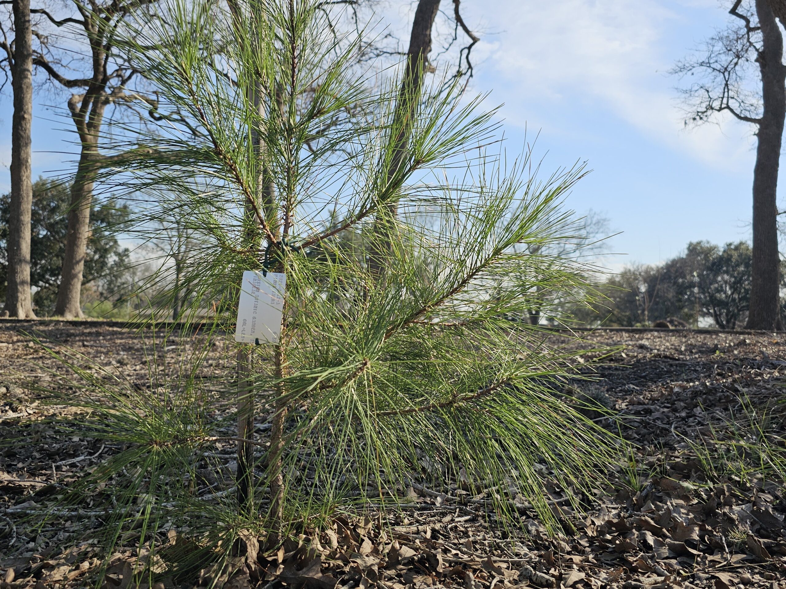 Tree Flagging - Houston Botanic Garden