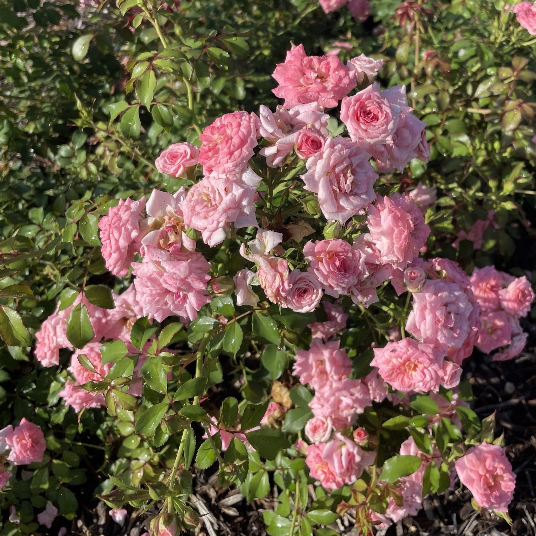 Roses 101 - Houston Botanic Garden