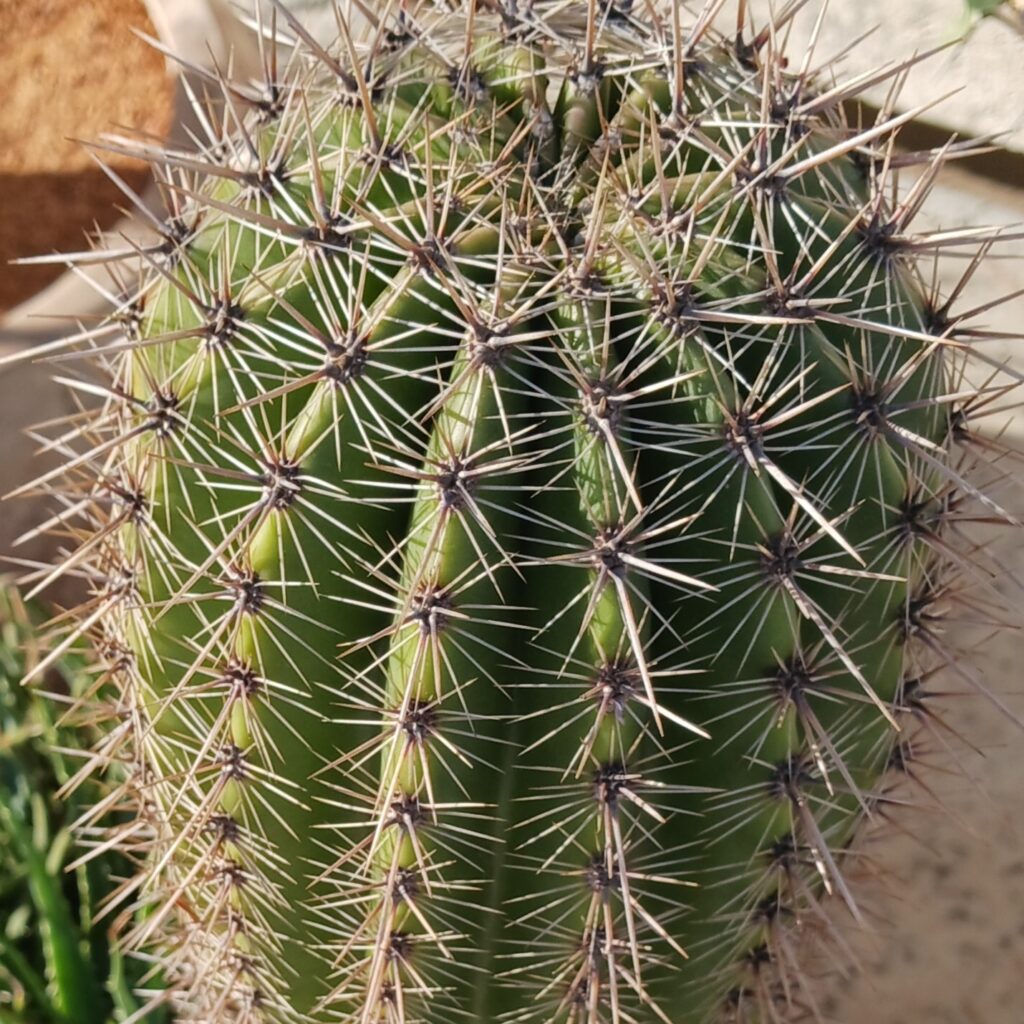Home - Houston Botanic Garden