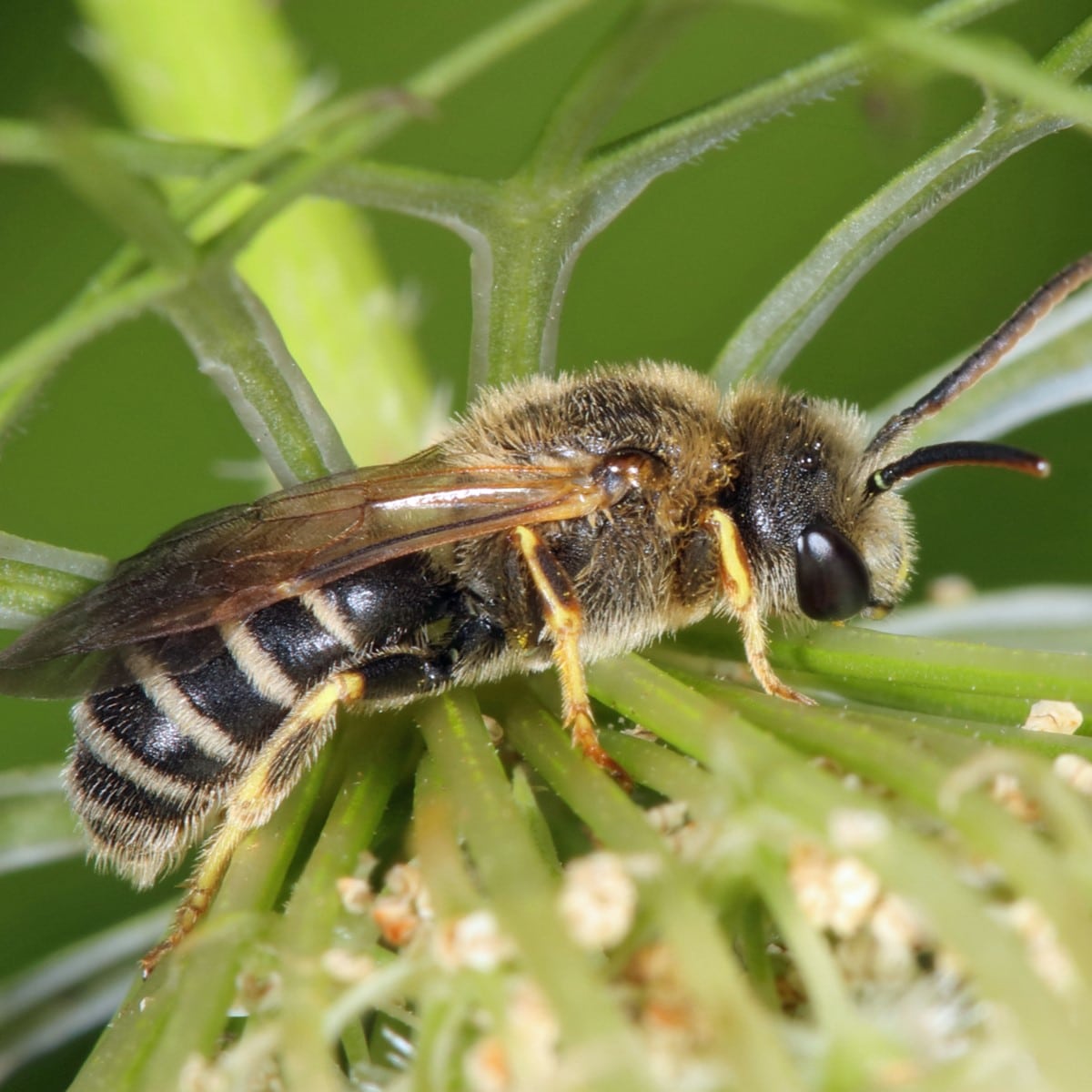 Gardening for Native Bees | Houston Botanic Garden