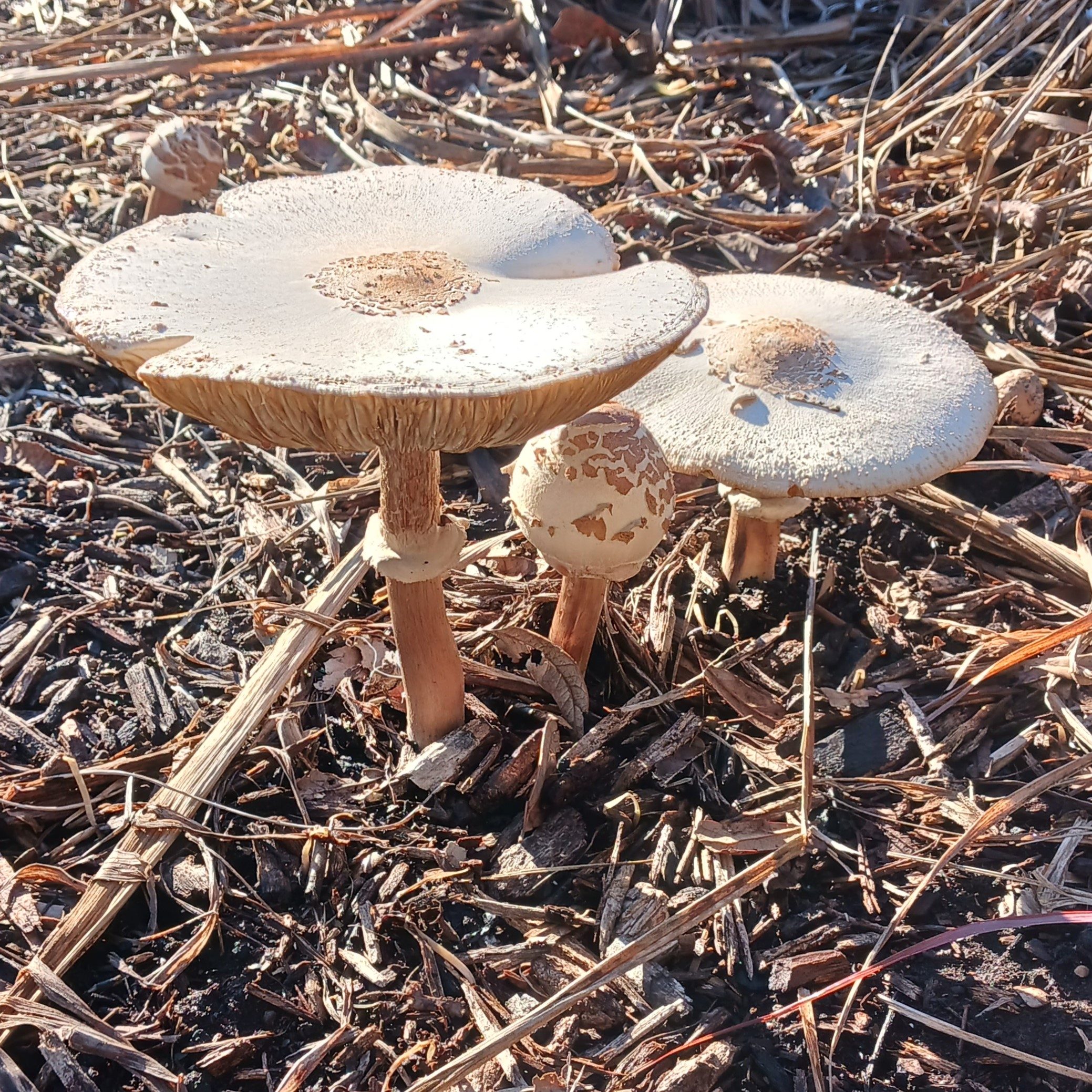 Fungi Fest | Houston Botanic Garden